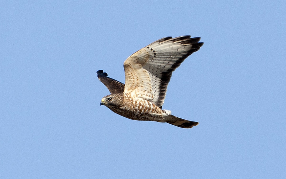 Broad-winged Hawk – Hawks on the Wing