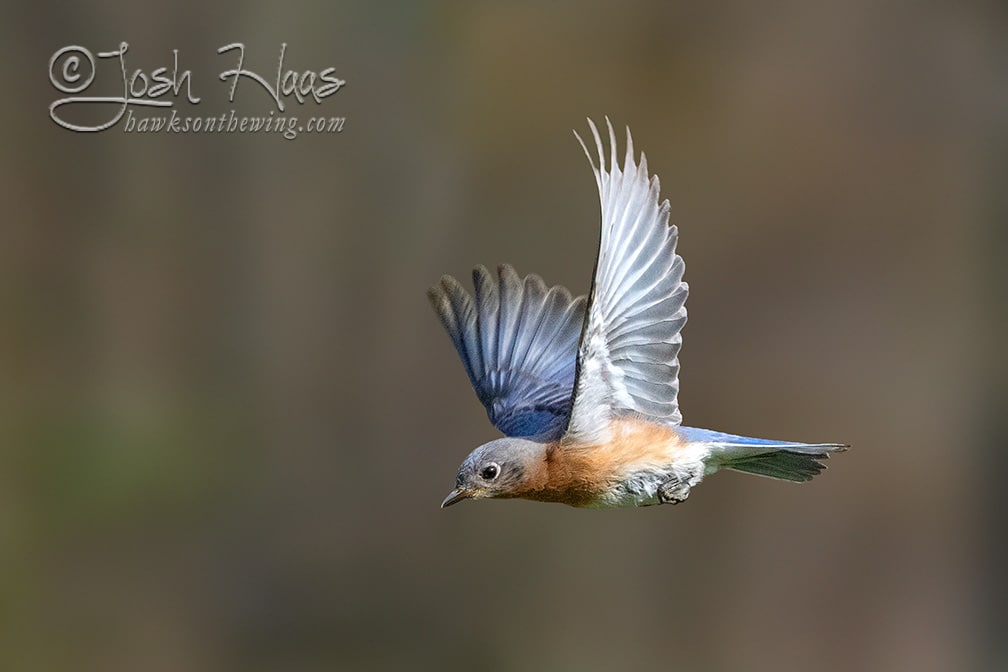 New Images - Hawks on the Wing