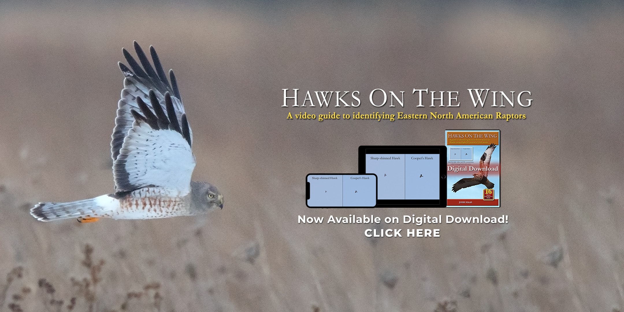 Hawks on the Wing