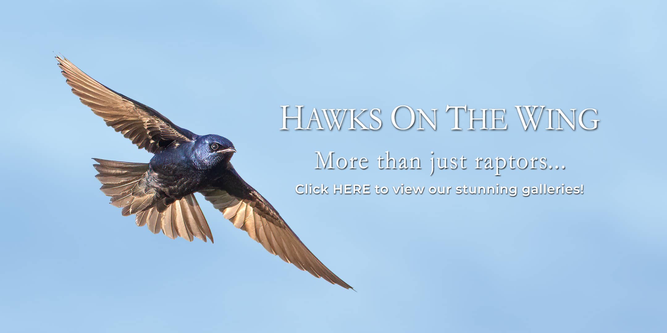 Home - Hawks on the Wing