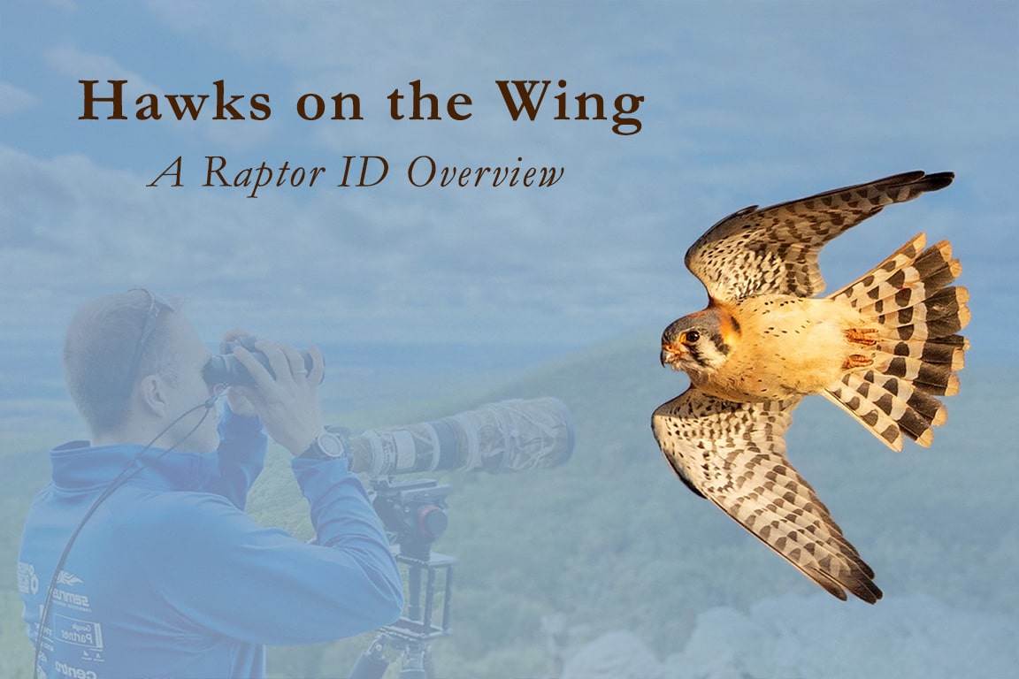 Inspiring Hawkwatchers and a Raptor ID Overview - Hawks on the Wing