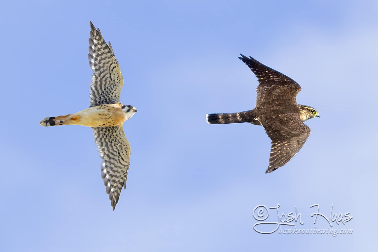 Did I Just See a Kestrel or Merlin? - Hawks on the Wing