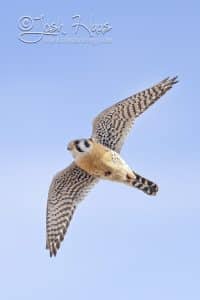 Did I Just See a Kestrel or Merlin? - Hawks on the Wing