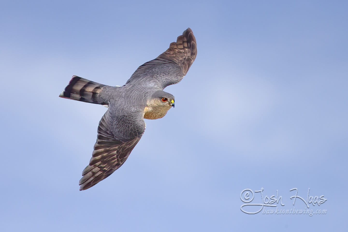 Sharpie Madness and a Successful Educator Workshop - Hawks on the Wing